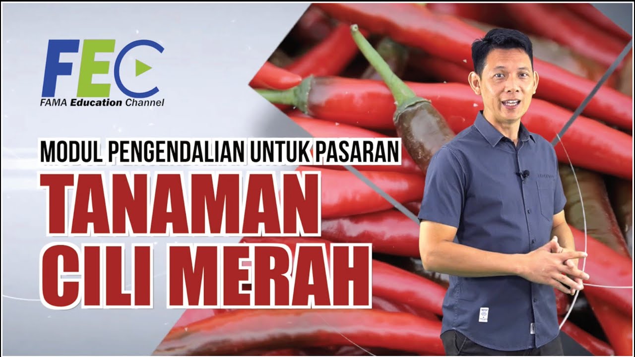 PENGENDALIAN UNTUK PEMASARAN TANAMAN CILI MERAH - FAMA TV