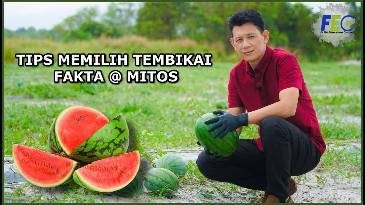 Tips memilih tembikai, Fakta atau Mitos? - FAMA TV