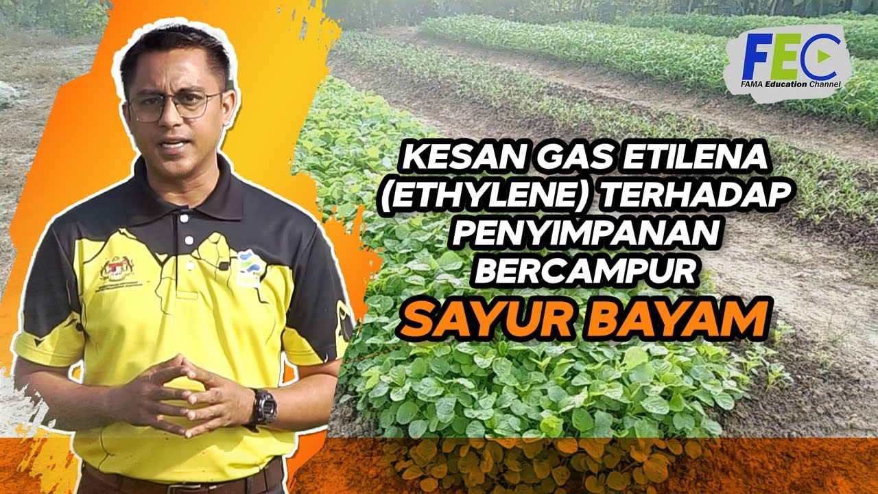 Kesan Gas Etilena (Ethylene) Terhadap Penyimpanan Bercampur Sayur Bayam ...