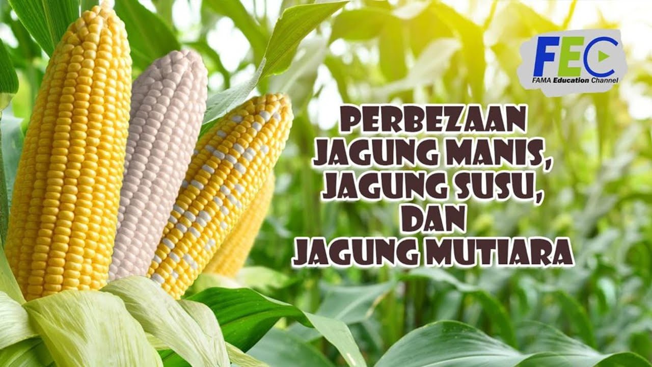 PERBEZAAN JAGUNG MANIS, JAGUNG SUSU DAN JAGUNG MUTIARA - FAMA TV