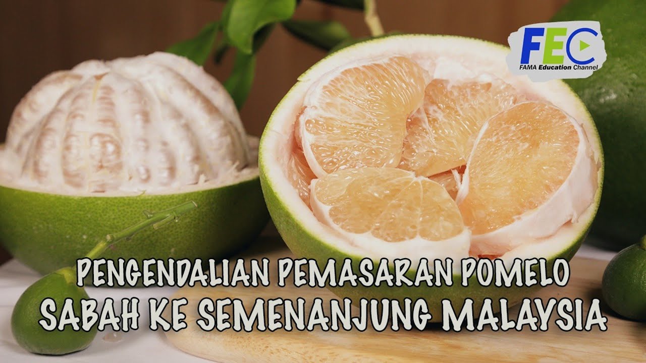 PEMASARAN POMELO SABAH KE SEMENANJUNG MALAYSIA - FAMA TV